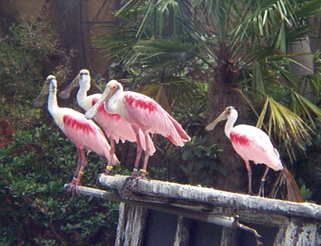 The Splendid Bourke Bird Blog: Pink Birds! Red Birds! All Kinds of ...